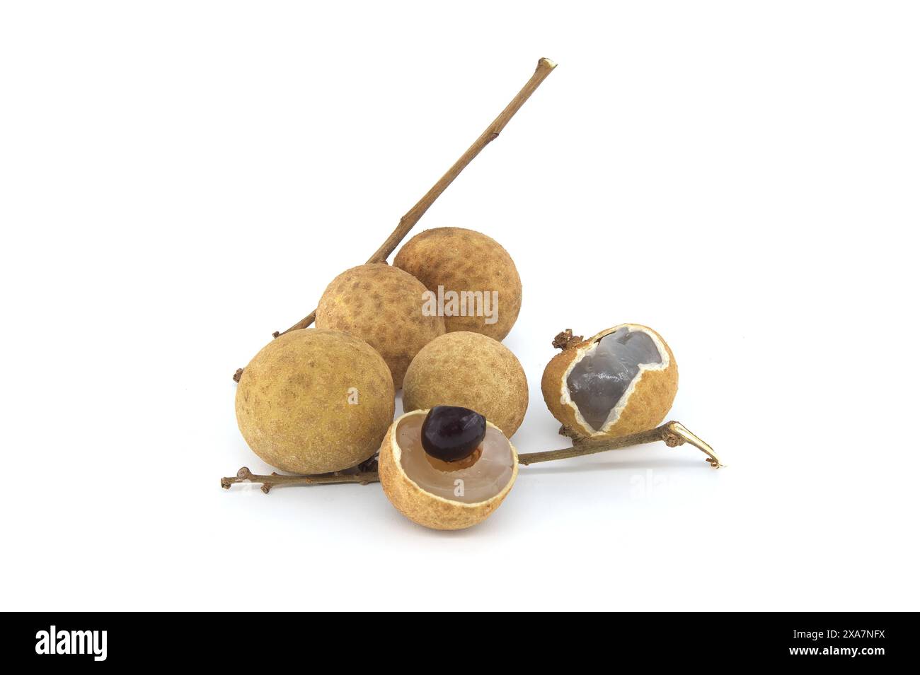 Longan fruits on branch, one of the fruits is cut open, displaying its ...