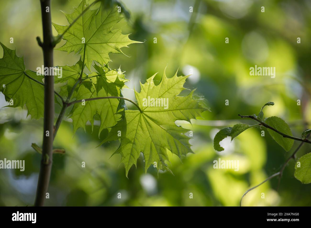 Various green maple leaves of different shades and sizes, from bright ...