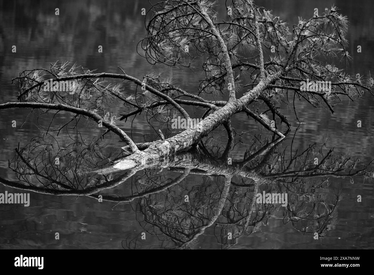 Bending tree hi-res stock photography and images - Alamy