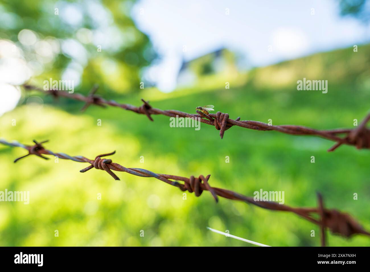 Amidst branches hi-res stock photography and images - Alamy