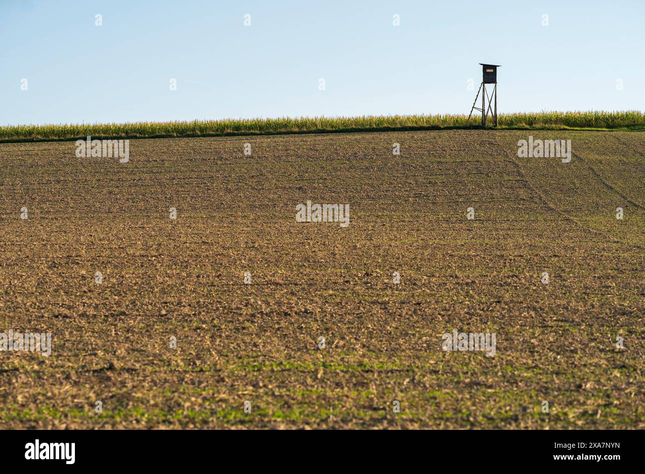Corn field with distant water tower Stock Photo - Alamy