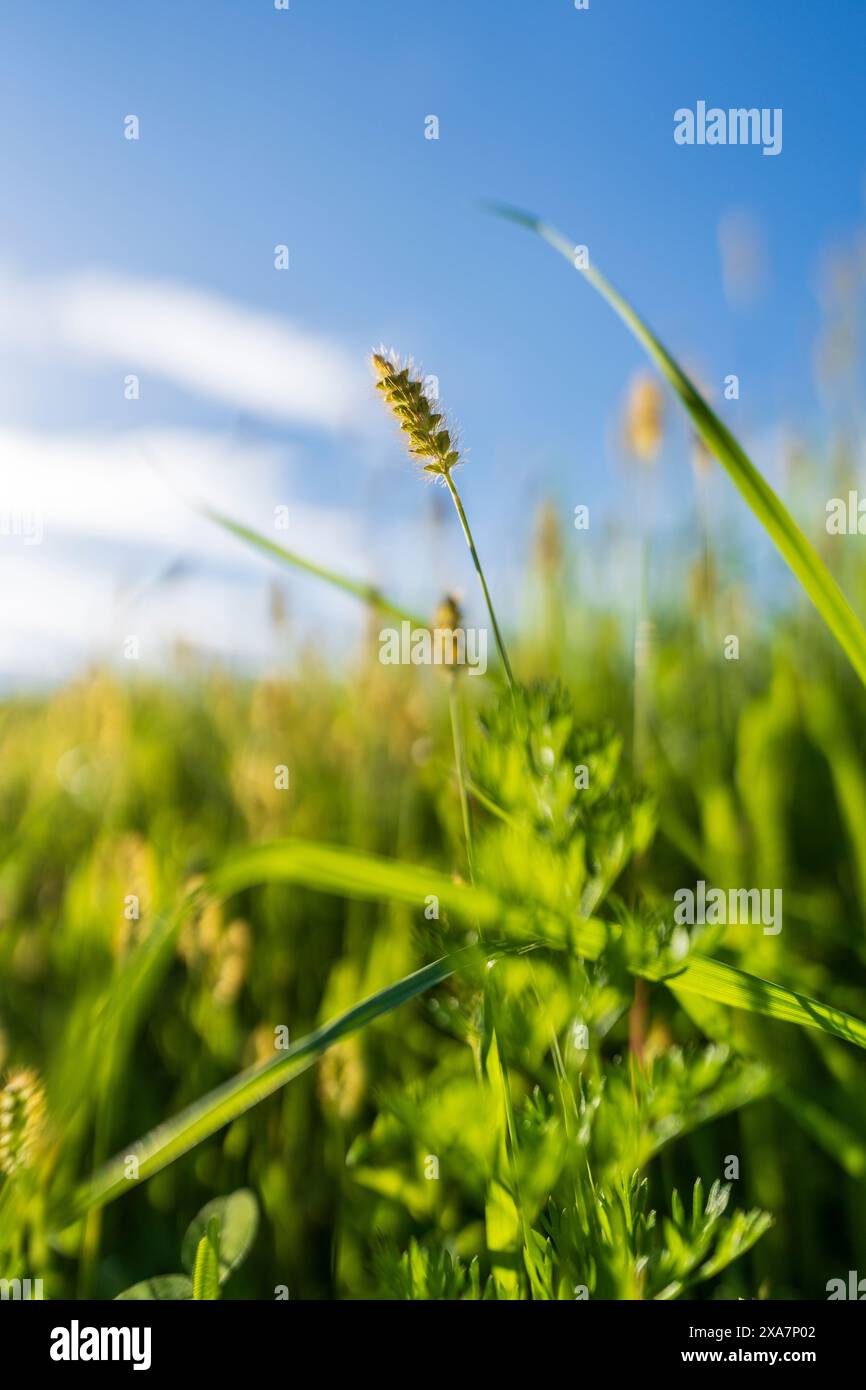 Roadside greenery hi-res stock photography and images - Alamy