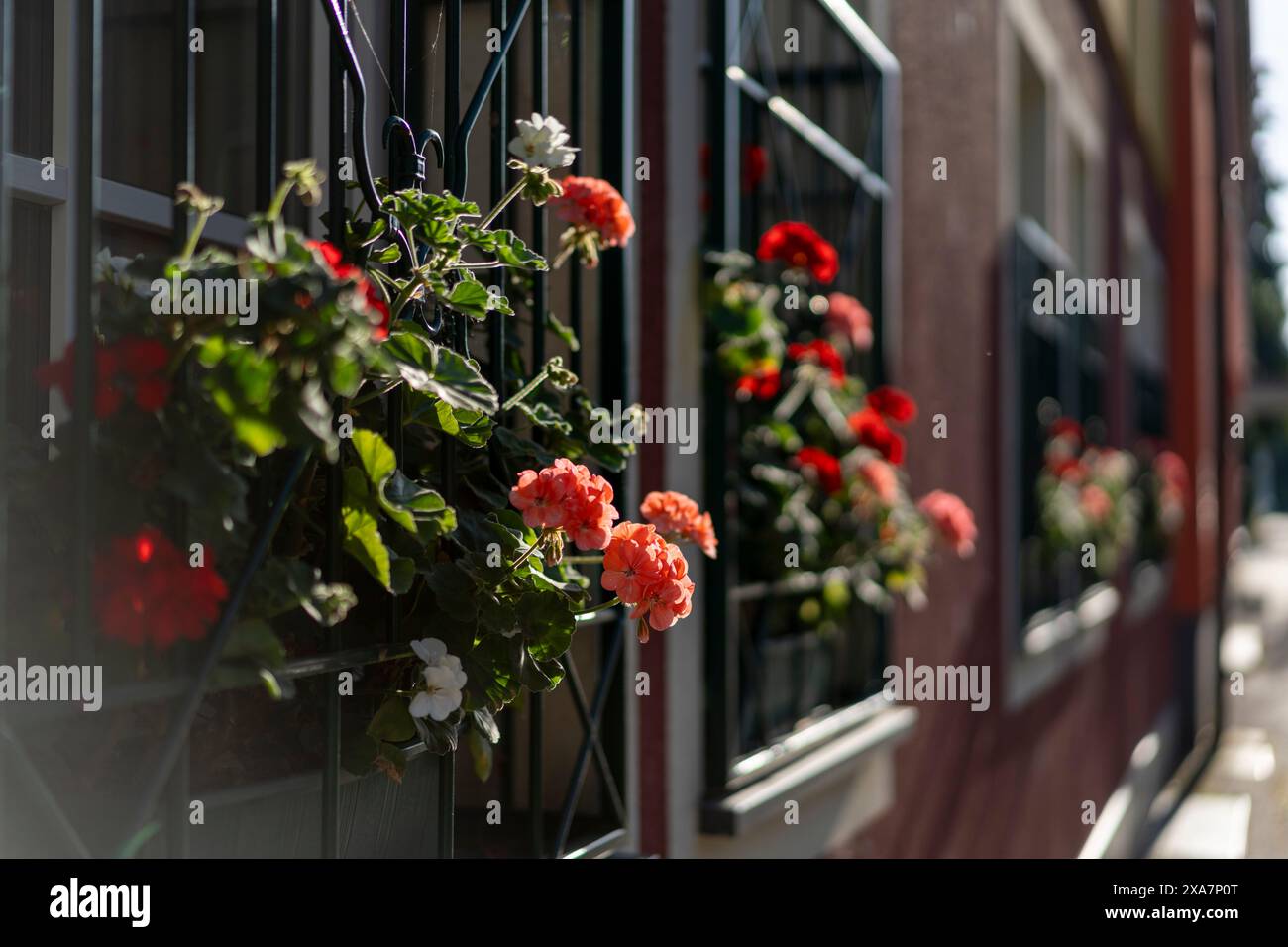Flower boxes hanging from a window on a building corner Stock Photo - Alamy
