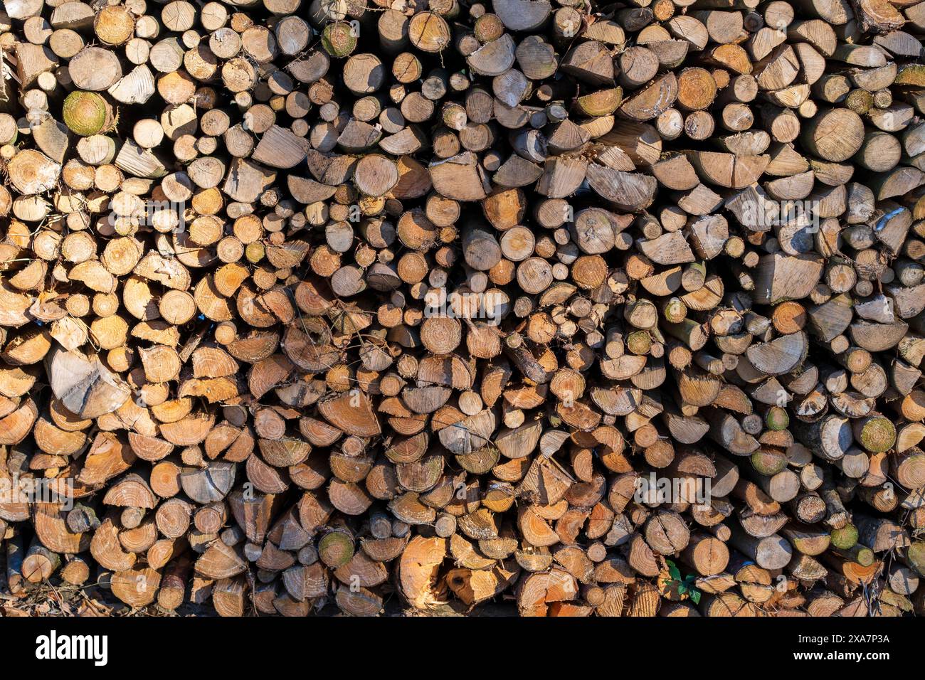 A stack of large chopped wood logs side by side Stock Photo - Alamy