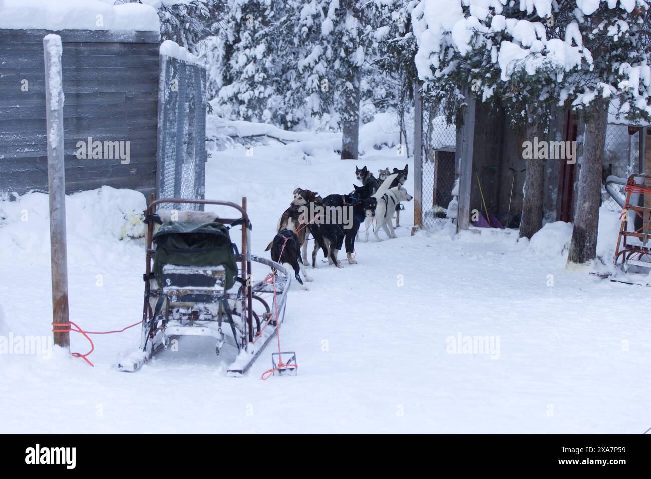 A dog sled being pulled by three huskies Stock Photo - Alamy