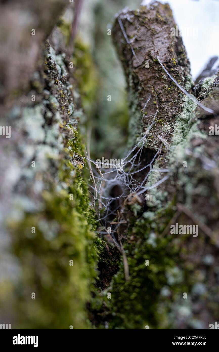 Spider hanging transparent web hi-res stock photography and images - Alamy