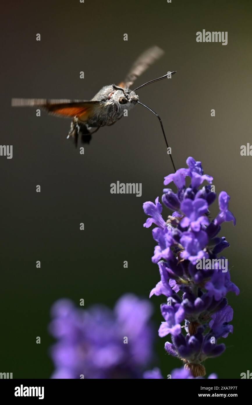 Hummingbird hawk-moth hovering near lavender flower in vertical format Stock Photo - Alamy