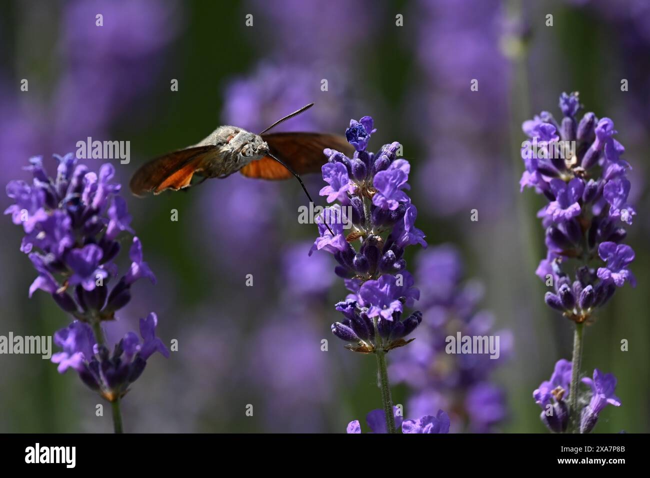 Hummingbird hawk-moth hovering near lavender flower Stock Photo - Alamy