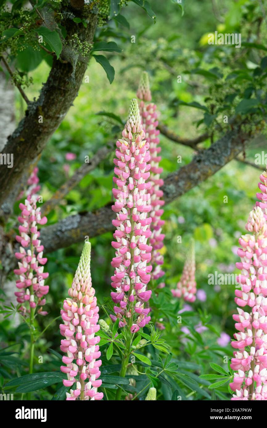 Lupinus 'The Chatelaine'. Lupin Flower under a tree Stock Photo - Alamy
