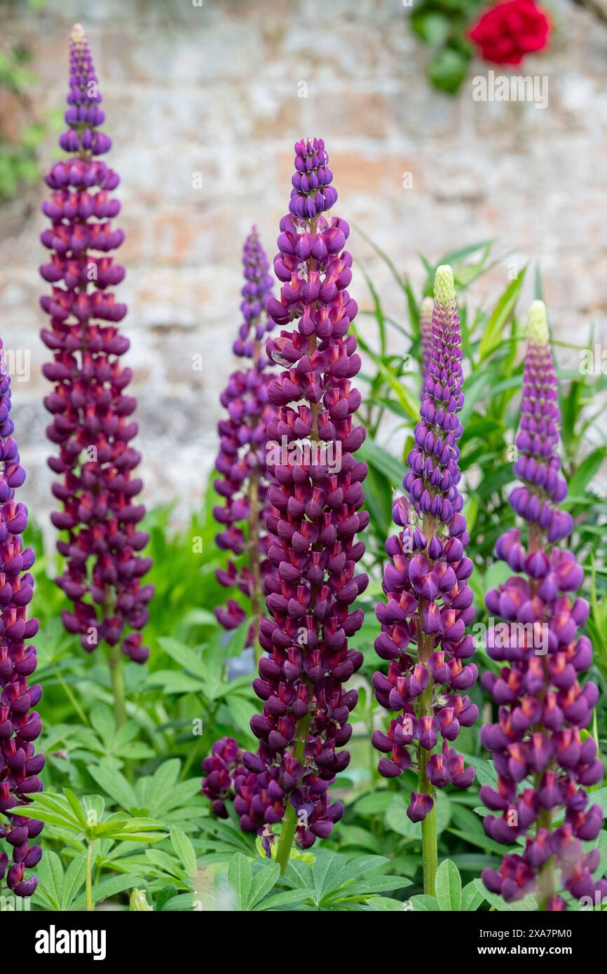 Lupinus 'Masterpiece'. Lupin flower Stock Photo - Alamy
