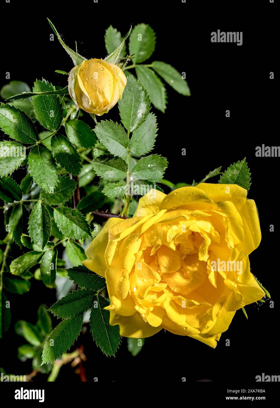 Beautiful Blooming yellow Climbing rose Golden Showers on a black background. Flower head close ...