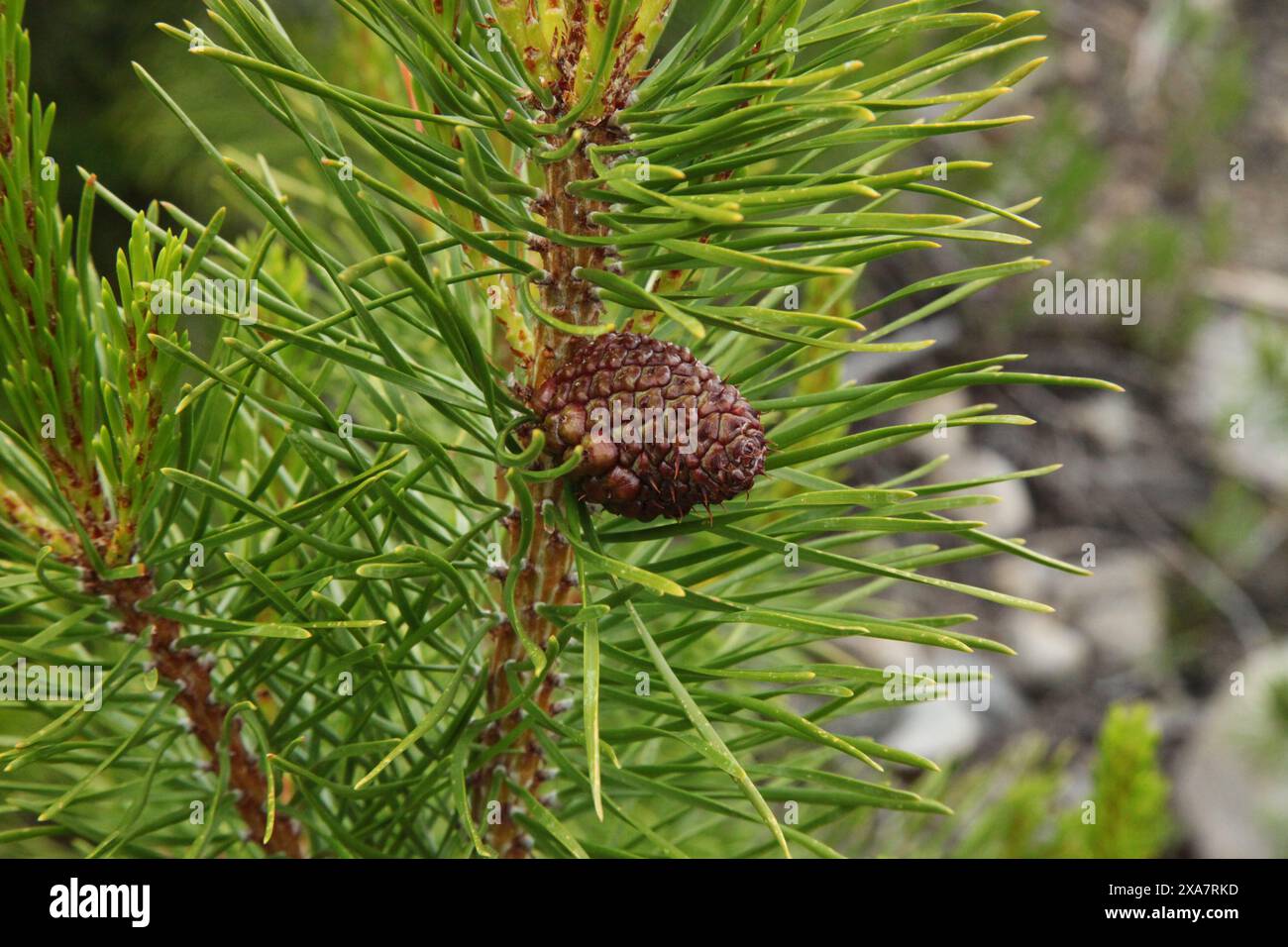 Lodgepole Pine (Pinus contorta) cone on a tree in Beartooth Mountains, Montana Stock Photo - Alamy