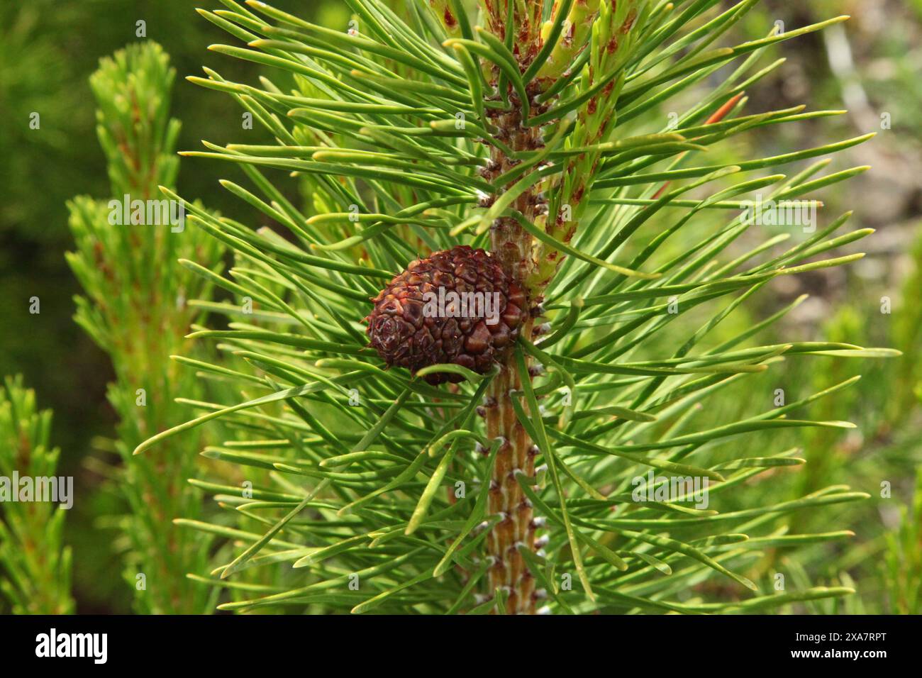 Lodgepole Pine (Pinus contorta) cone on a tree in Beartooth Mountains ...