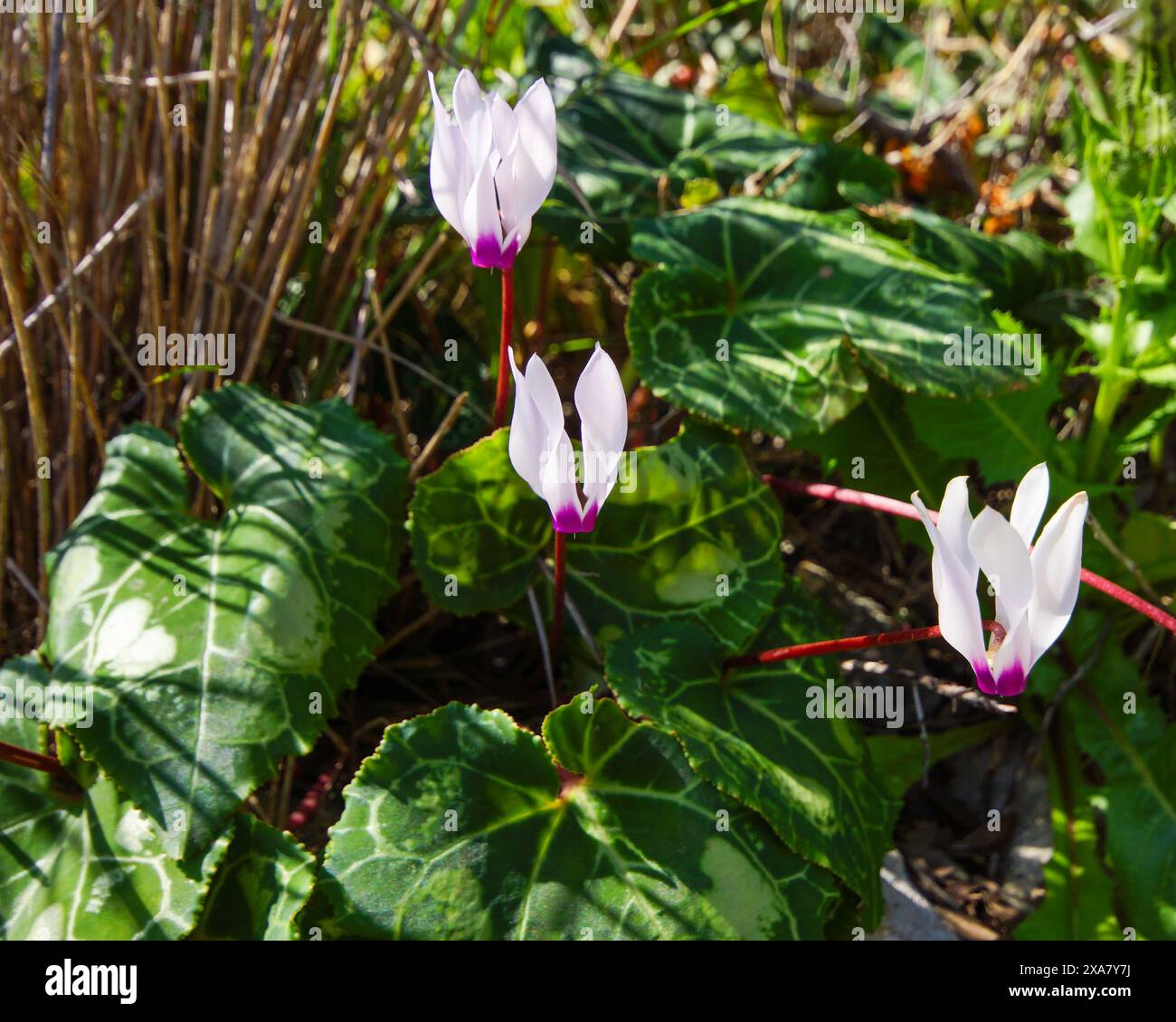 Persian cyclamen (Cyclamen persicum) with white flowers and green leaf ...