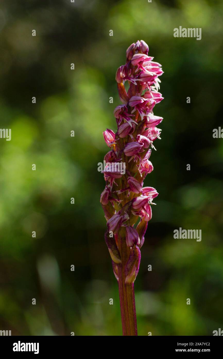 Dark pink flower of the dense-flowered orchid (Neotinea maculata ...