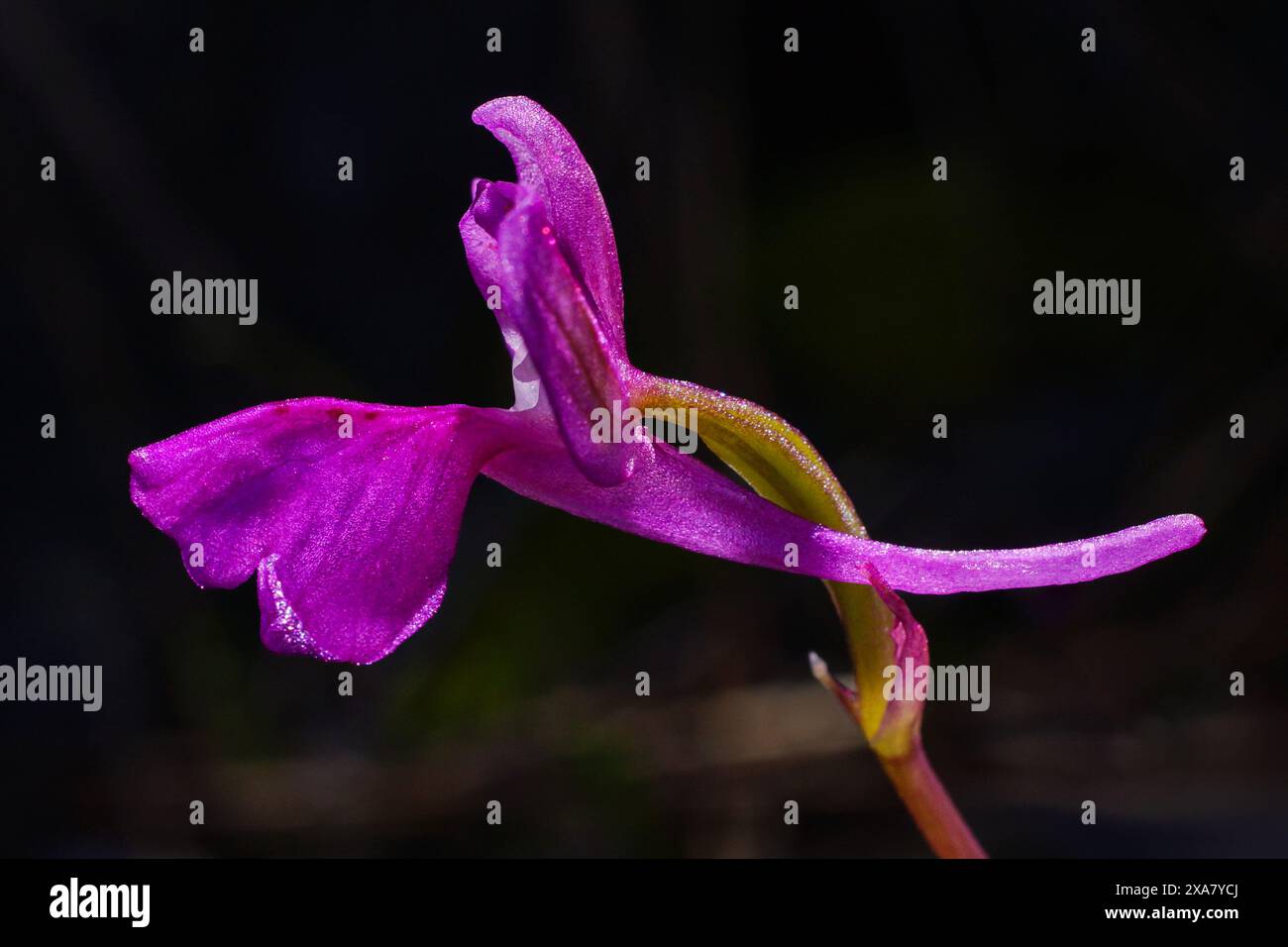 Lateral view on the purple flower of the Troodos orchid (Orchis troodi ...