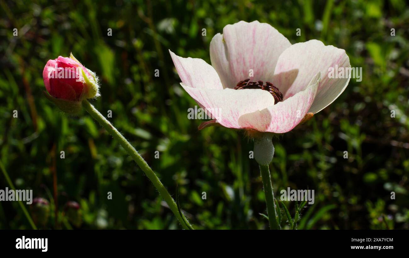 White-pink flower of the Persian buttercup (Ranunculus asiaticus) with ...