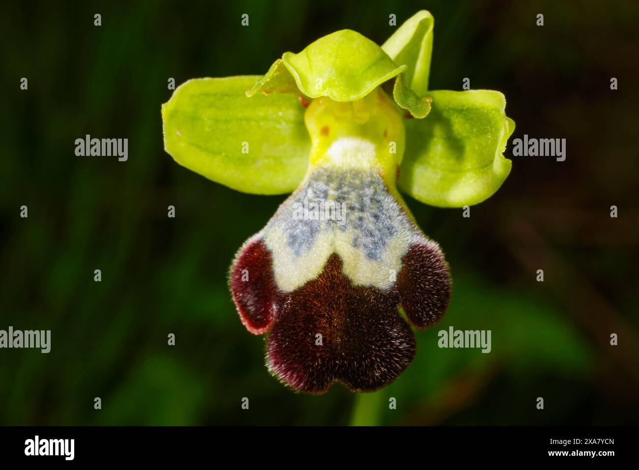 Flower of the Israeli orchid (Ophrys omegaifera ssp. israelitica), in ...