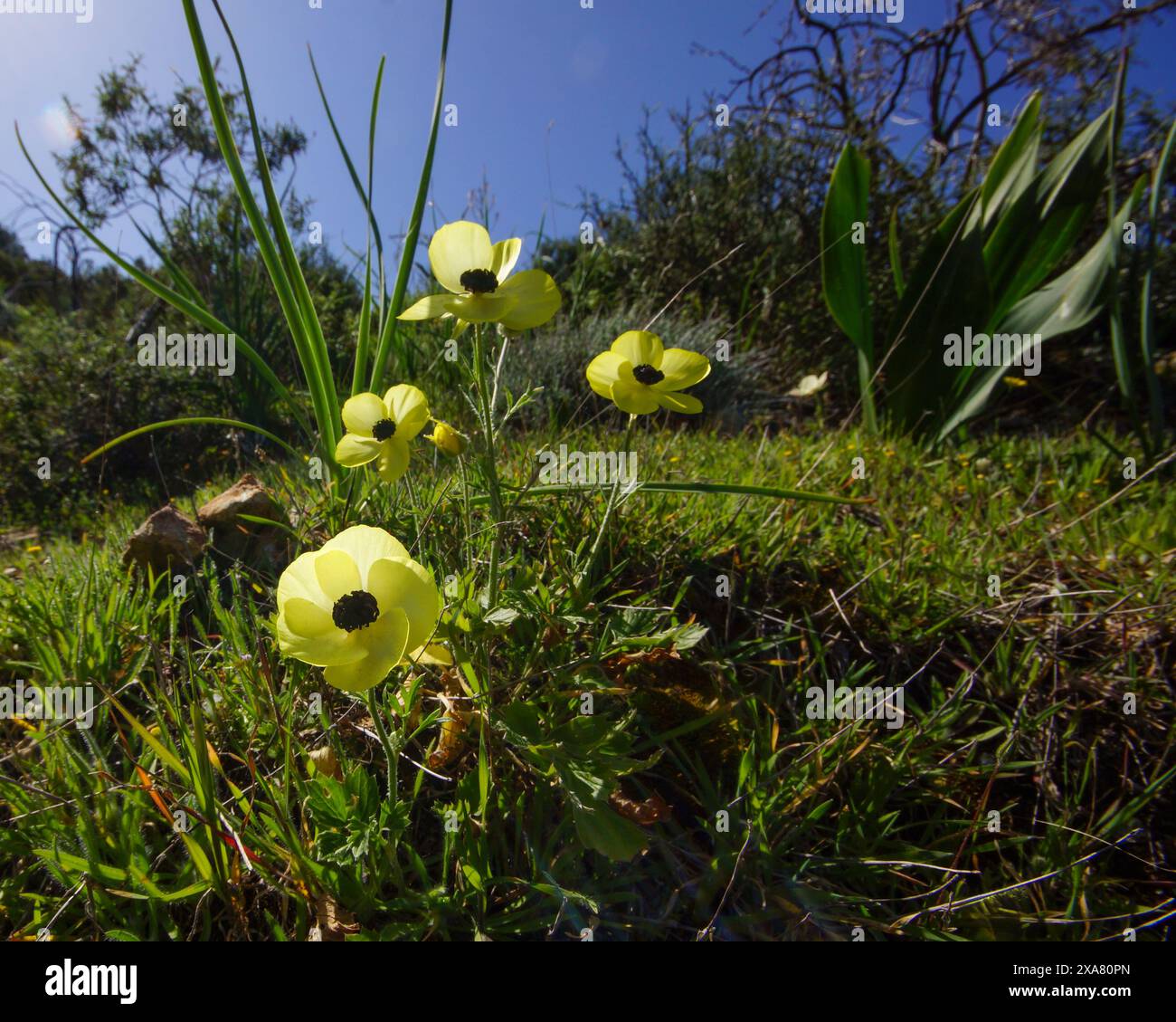 Yellow flowers of the Persian buttercup (Ranunculus asiaticus) on a ...