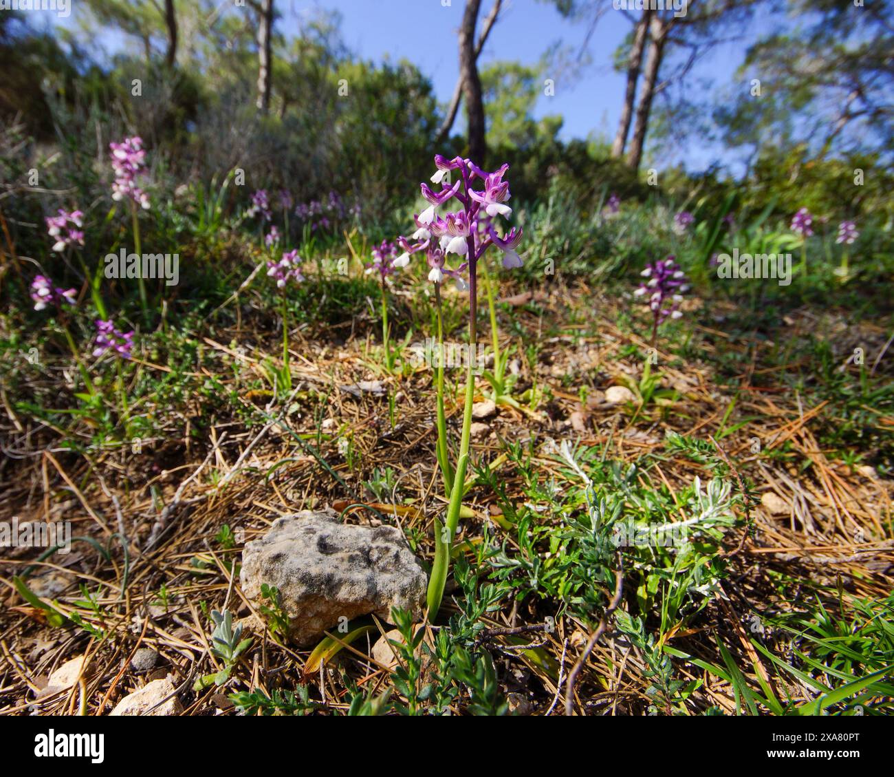 Flowering Syrian green-winged orchids (Anacamptis morio ssp. syriaca ...