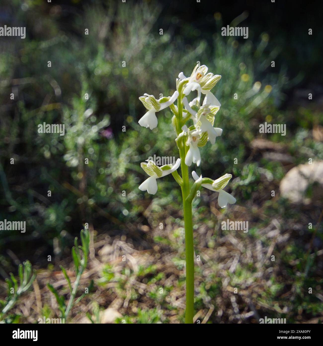 White flowering Syrian green-winged orchid (Anacamptis morio ssp ...