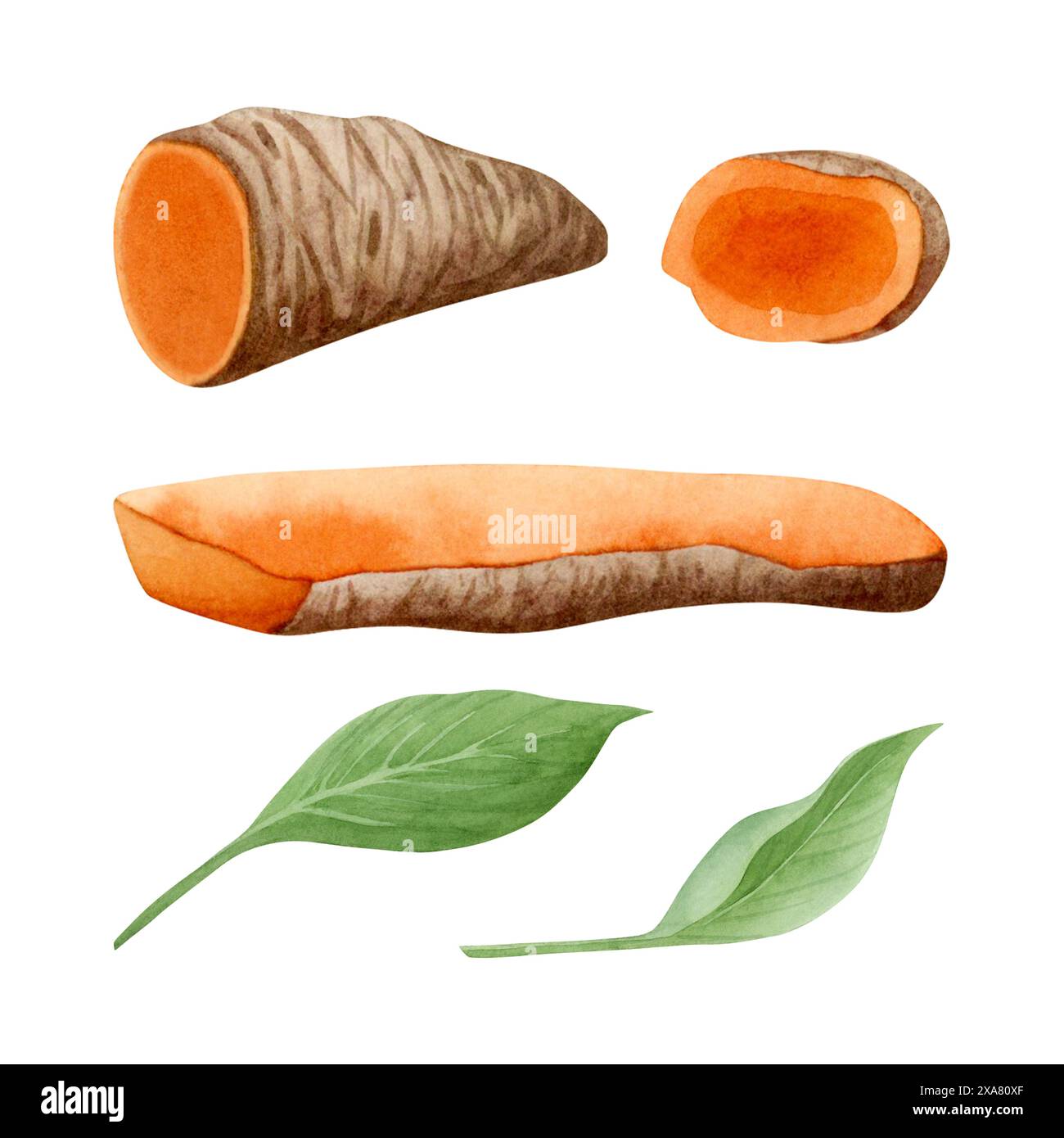 Curcuma turmeric roots, slices leaves watercolor illustration set ...