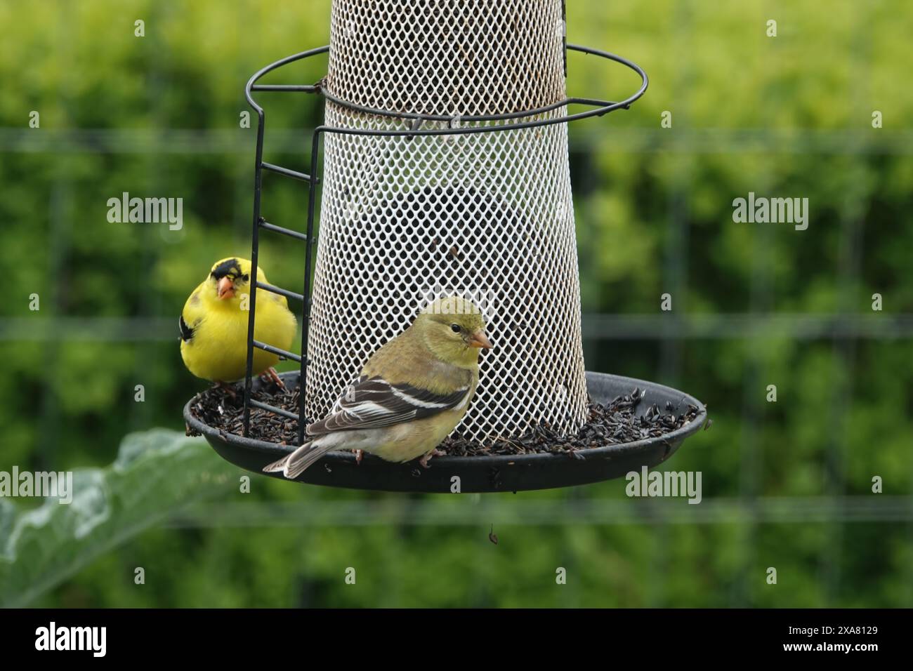Female american goldfinch bird hi-res stock photography and images - Alamy