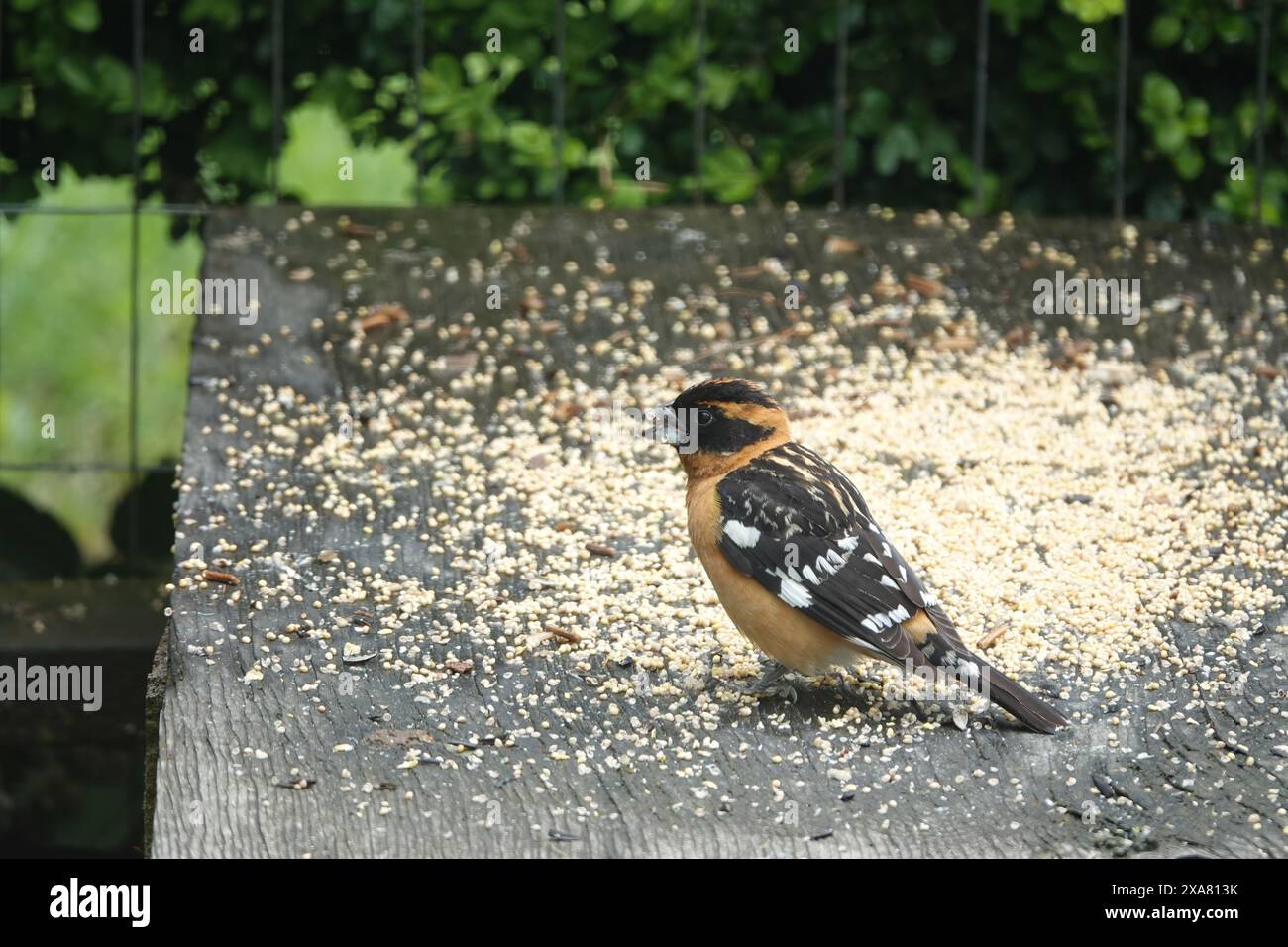 Closeup on a male North-Ameroican Black-headed Grosbeak, Pheucticus ...