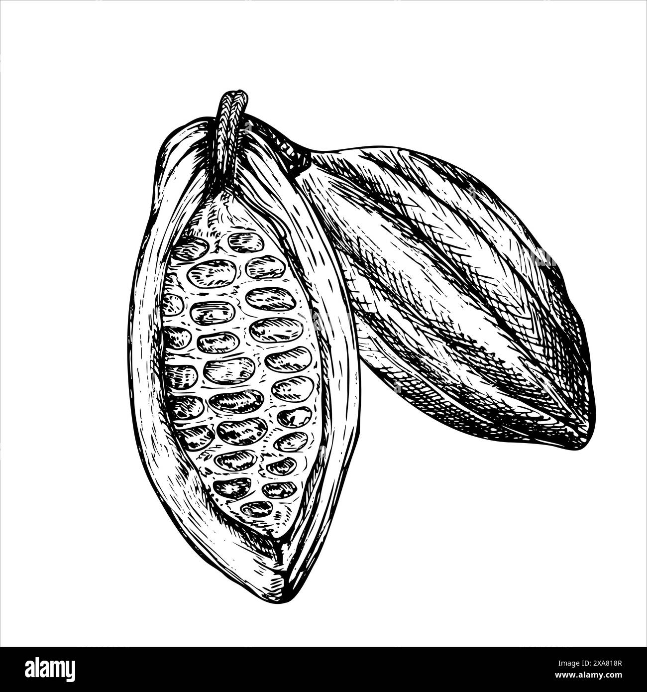 Cocoa fruit graphic vector illustration, hand drawn sketch of vegetable ...
