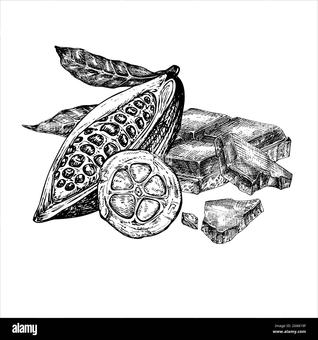 Cocoa fruit and chocolate bar graphic vector illustration, hand drawn ...