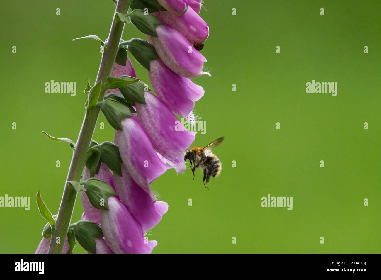 Honey bee pollen gathering hi-res stock photography and images - Alamy