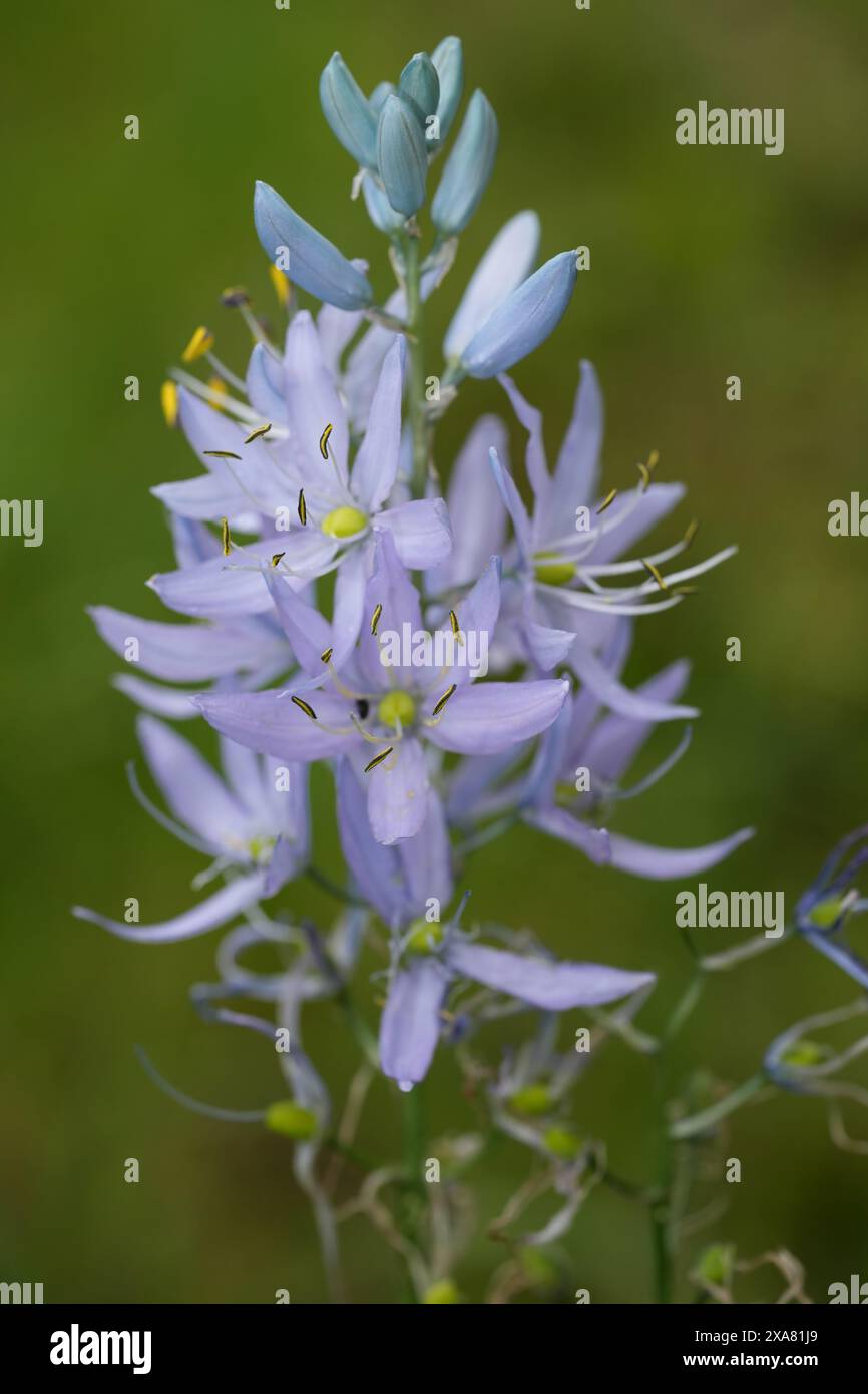 Natural colorful vertical Closeup on the fresh blue flowers of the ...