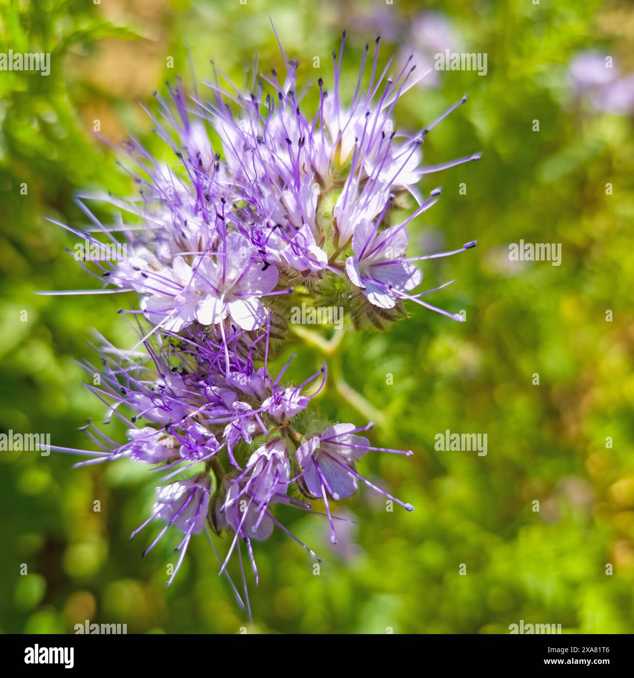 Bee friend, Phacelia, flowers in a close-up Stock Photo - Alamy