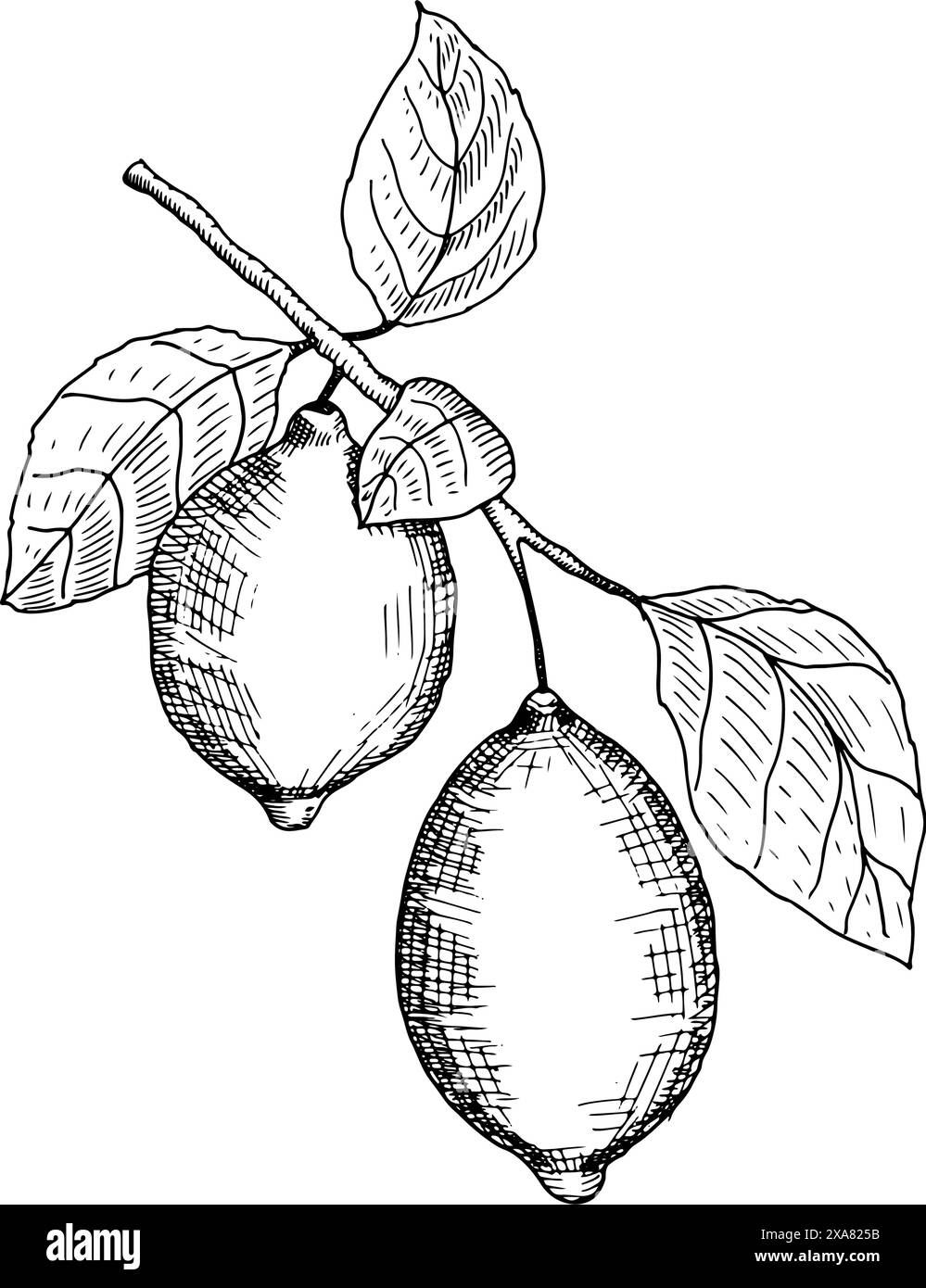 Hand drawn lemon. Sketch style fruit branch, whole fresh citrus with leaves, vector black and ...