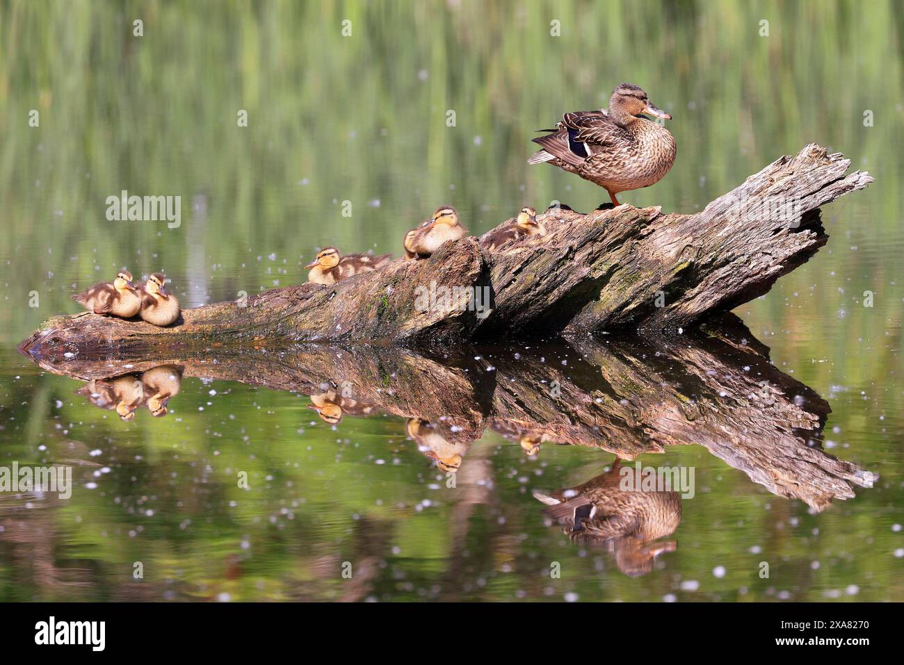 Mallard Duck mother and babies sitting on the tree trunk reflected on ...