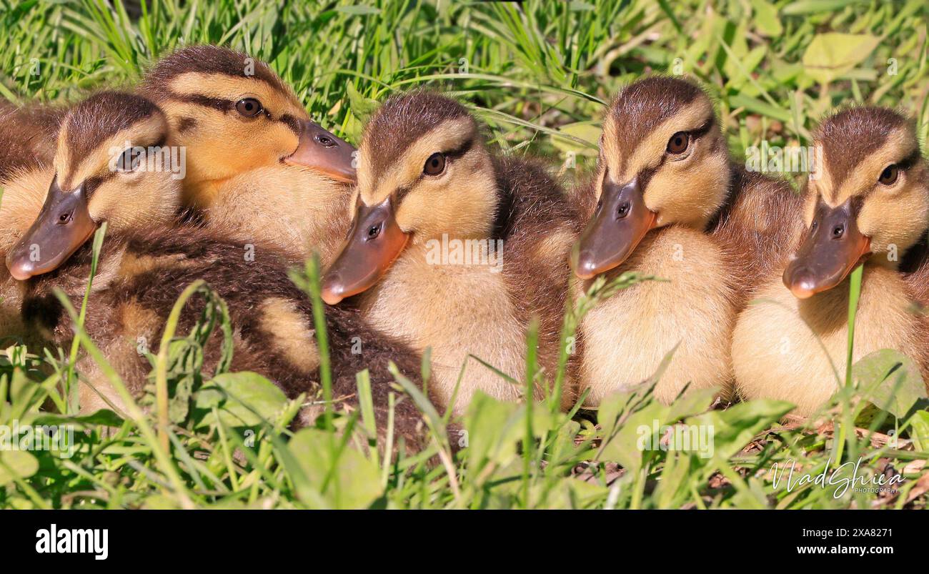 Mallard Duck babies with green grass foreground and background, Canada ...