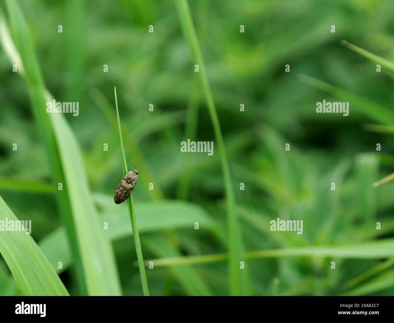 Gray beetle in natural habitat, contributing to biodiversity and ...