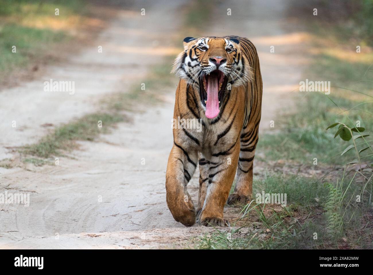 Royal Bengal tiger lying down blocking the forest road in a national ...
