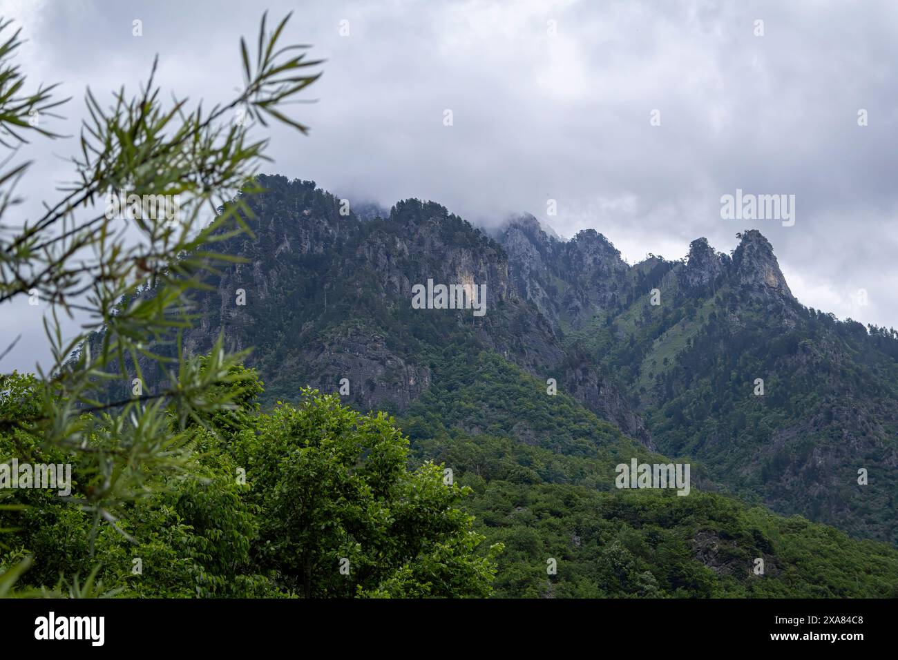 tree branch high mountain peaks Stock Photo - Alamy