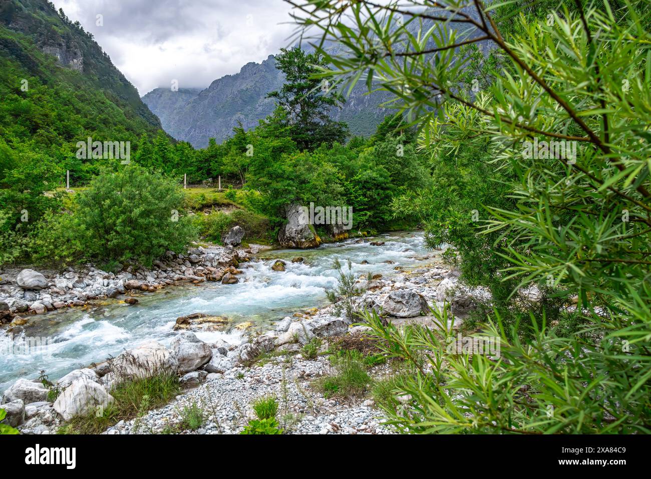 tree branches river Stock Photo - Alamy