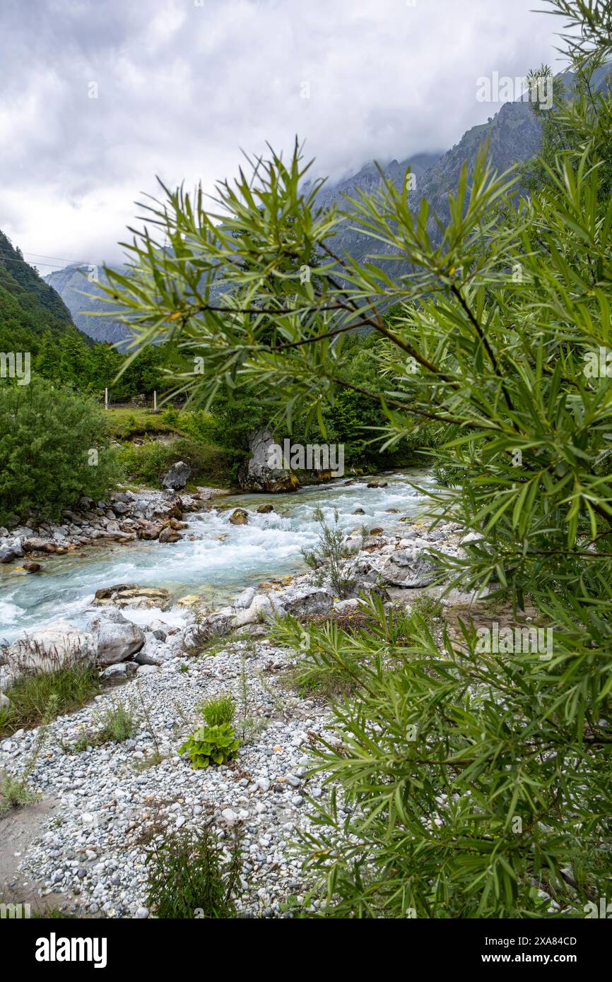 river side tree branches Stock Photo - Alamy
