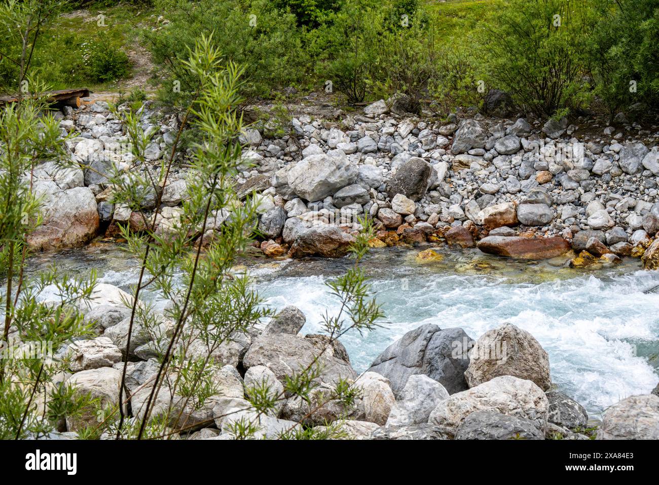 river plants water Stock Photo - Alamy