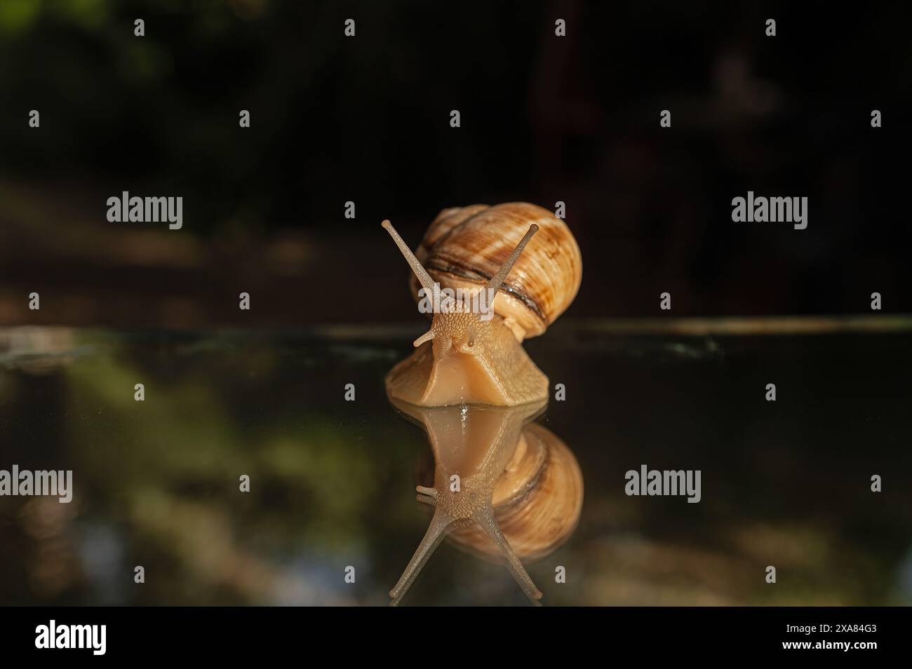 Snail and its reflection on a glass background. Black background Stock ...