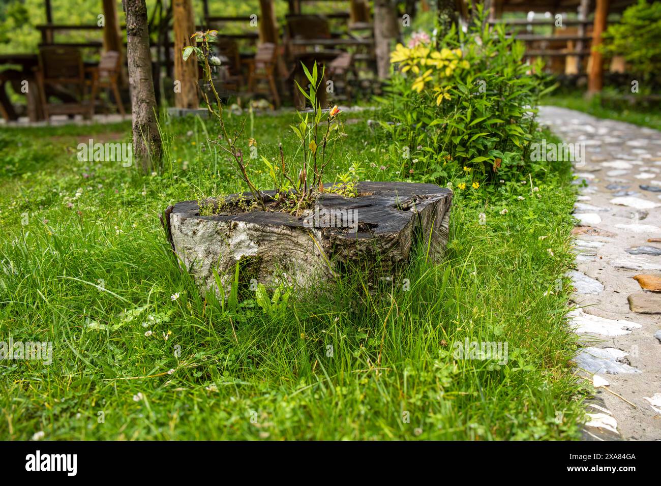 cut tree stump Stock Photo - Alamy