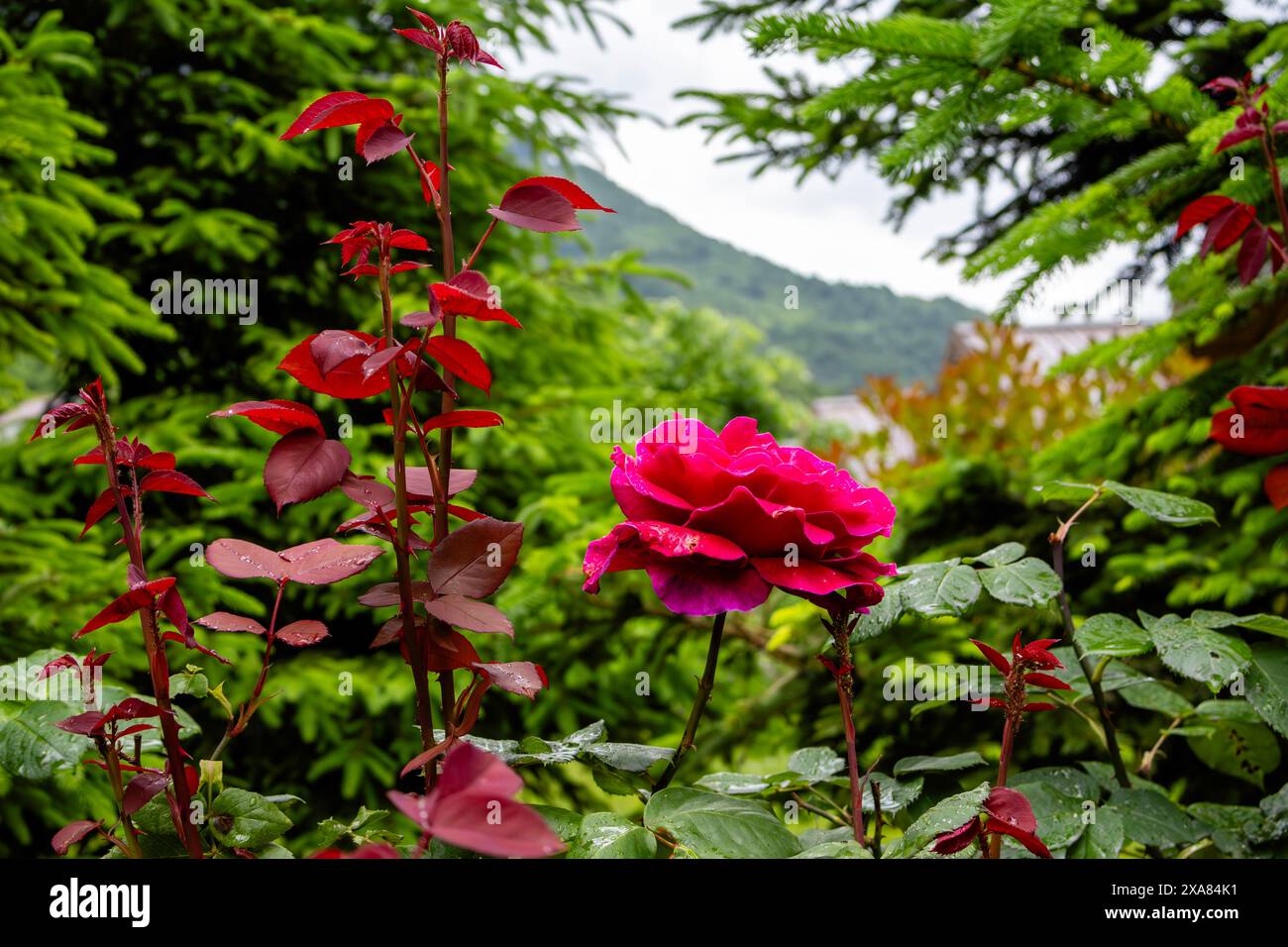 Carolina wild pink flower hi-res stock photography and images - Alamy