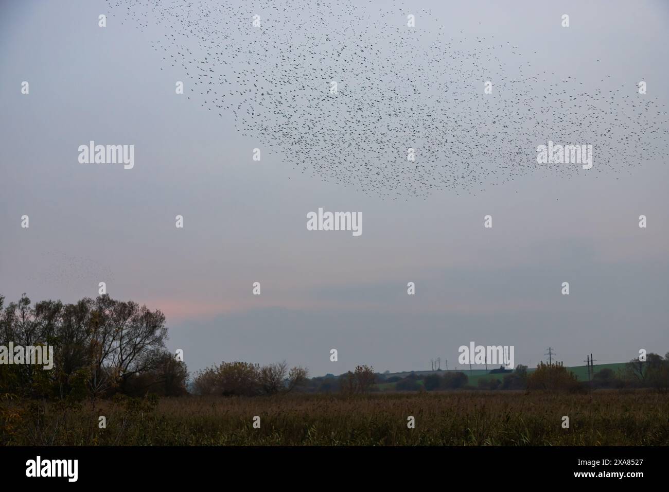 Beautiful large flock of starlings. During January and February ...