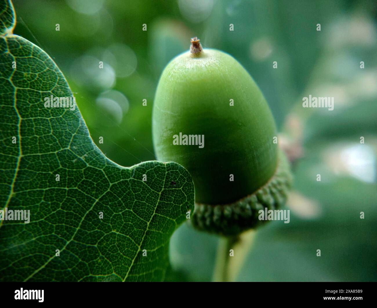 A close-up image of a green acorn (glans) and leaf, showcasing the ...