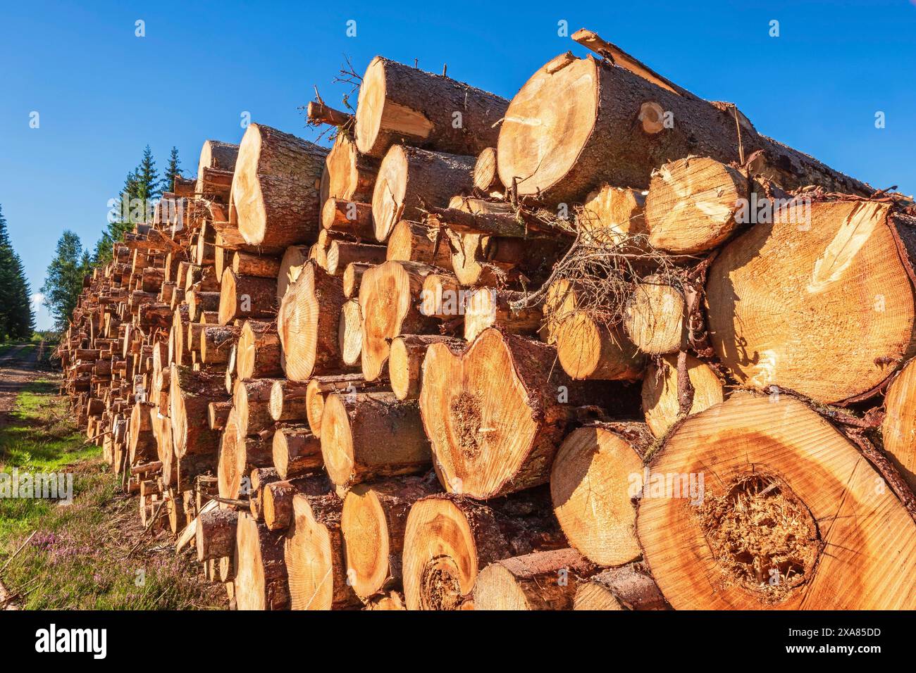 Stacked timber on a clearing by on a forest road Stock Photo - Alamy