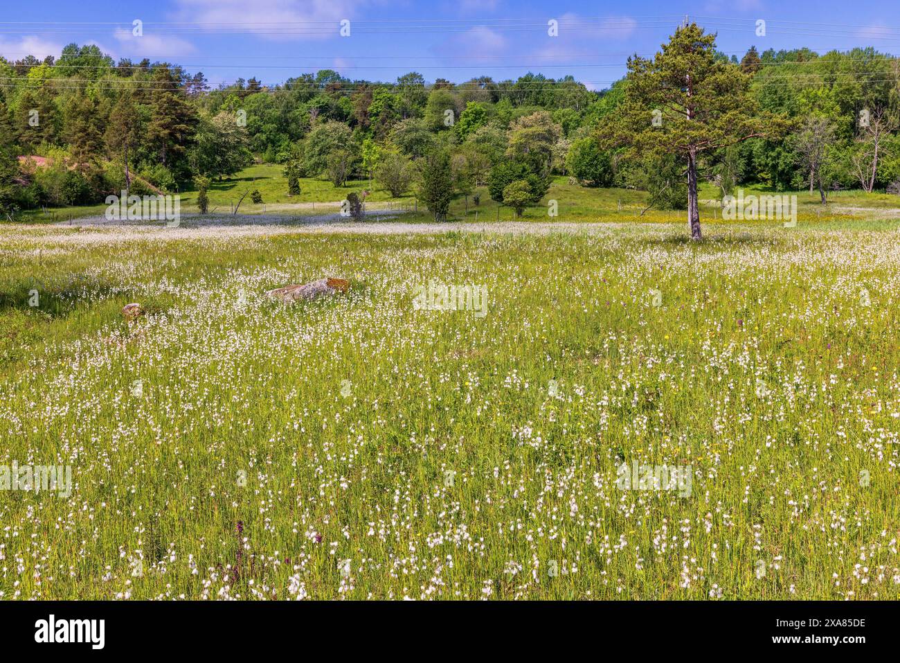 Landscape view at a wet meadow with flowering Broad leaved cotton grass ...