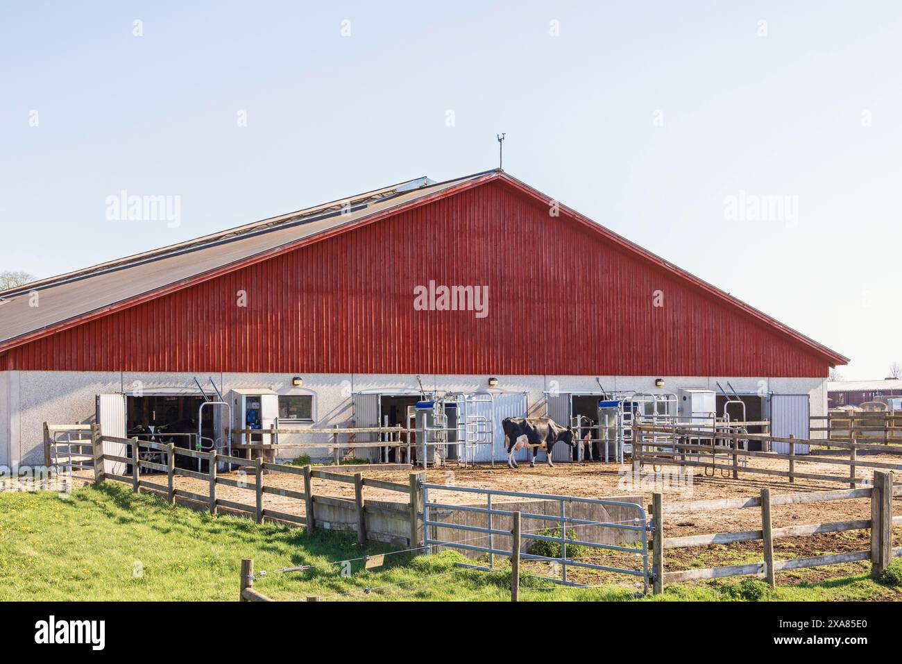 Cows and red barn hi-res stock photography and images - Alamy